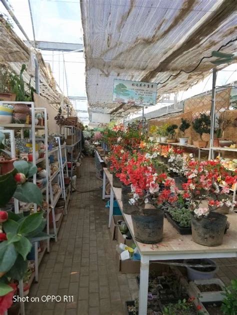 臨沂北外環花卉市場 拾拍各色小花花 每日頭條