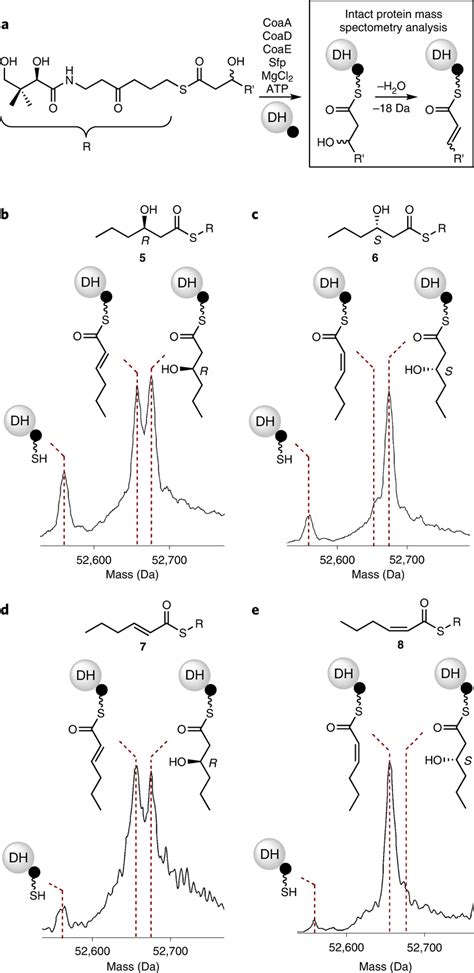 Stereospecificity Of The Dh Like Domain From Module 13 Of The Gladiolin Download Scientific