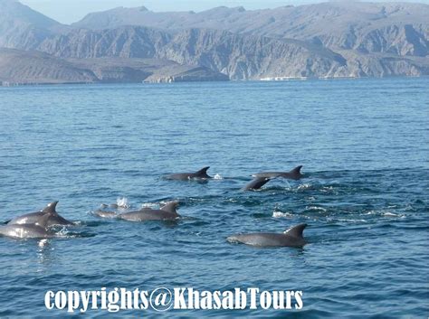 Khasab Travel And Tours 2025 All You Need To Know Before You Go With Trusted Reviews