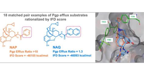 model of p glycoprotein ligand binding and validation with efflux… craig lindsley ph d frsc