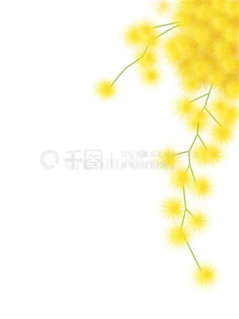 含羞草高清图片 含羞草 含羞草图片免费下载 5103607499 千图网pro