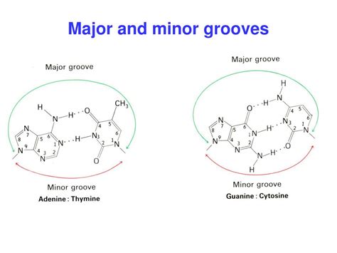 Ppt Chapter 3 Structures And Functions Of Nucleic Acids Powerpoint