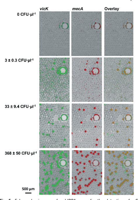 Figure 6 From Point Of Care Testing System For Digital Single Cell Detection Of Mrsa Directly