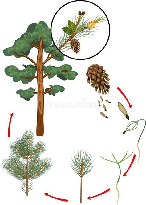 Ciclo De Vida De Uma Planilha De Pinheiro Pdf Implantação De Um