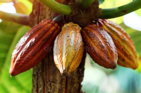 Ripe Cocoa Pod Cluster On Tree With Sunlight Stock Illustration