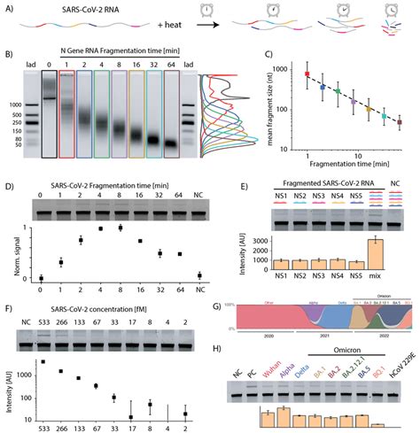 Detection Of Sars Cov 2 Rna A Scheme For Sars Cov 2 Fragmentation Download Scientific