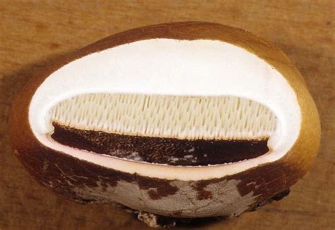 Cryptoporus Volvatus Alchetron The Free Social Encyclopedia