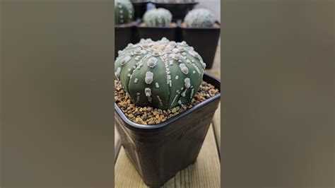 예쁜 선인장 판매하는곳 Youtube