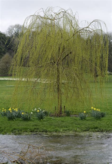 Choosing Trees For Zone Landscapes Tips On Growing Zone Trees