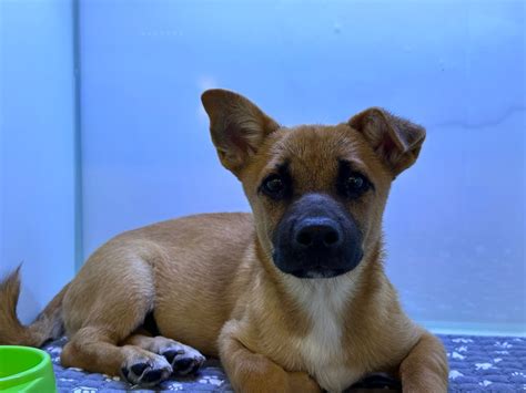 믹스견 육 칠 포메라니안종류 말티즈종류 말티푸종류 푸들종류 먼치킨종류 랙돌종류 브리티쉬숏헤어종류 스코티쉬폴드종류 러시안블루종류