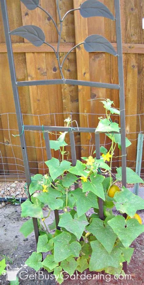 Growing Cucumbers On A Trellis Vertically Complete How To Guide