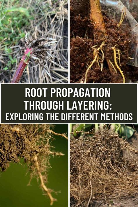 Root Propagation Through Layering Exploring The Different Methods
