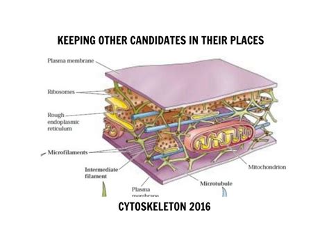 Cytoskeleton Cartoon