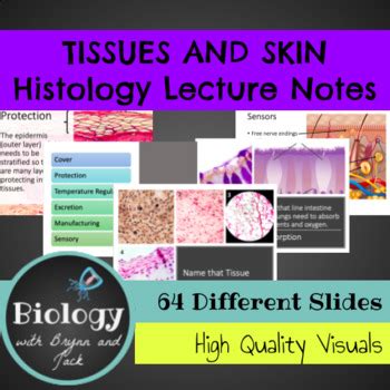 Tissues And Skin Histology PPT Notes By Biology With Brynn And Jack