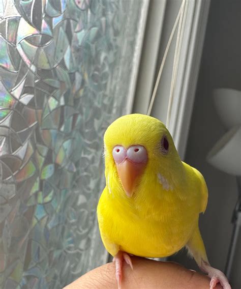 Is The New Bird Too Young To Sex Rbudgies