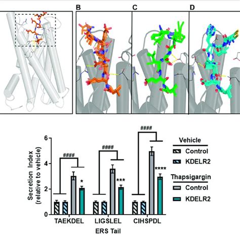 Sequences Interact With The Kdel Receptor A Overview Of Kdel Download Scientific Diagram