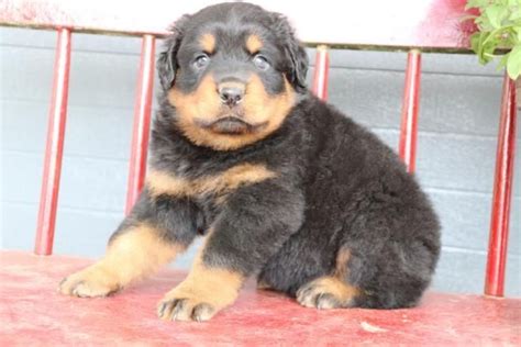 Rottweiler Puppies For Sale Miami Fl 284793 Petzlover