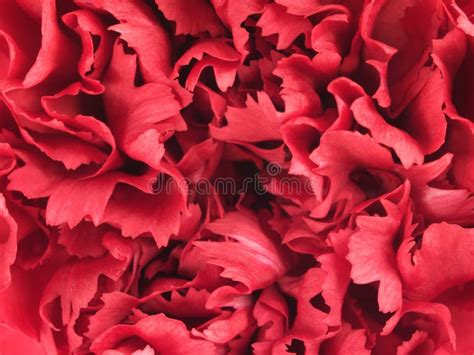 Structure Of Carnation Flower Stock Image Image Of Cheerful Bright 4164449