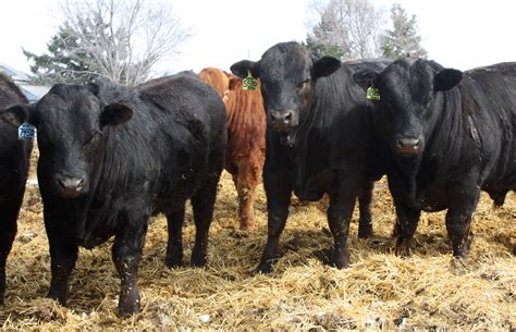 Ranchers
