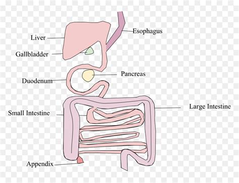 Digestive System Platypus Anatomy Hd Png Download Vhv