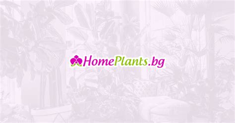 Стайни растения за вашия дом на супер цени онлайн Homeplants Bg