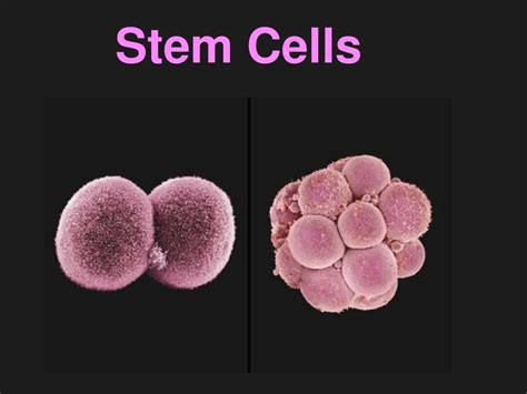 PPT Stem Cells PowerPoint Presentation Free Download ID