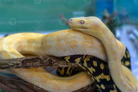 Albino Burmese Python 25878592 Stock Photo At Vecteezy