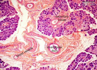 Salivary Gland Histology Submandibular Gland Labels