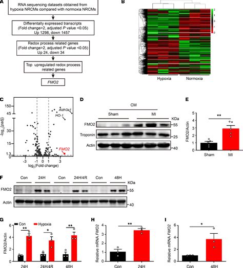 Figure 1 From Flavin Containing Monooxygenase 2 Confers Cardioprotection In Ischemia Models