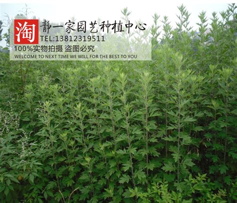 香艾草图片 艾草图片 香艾草 大山谷图库