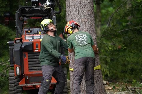 Tree Removal Safety Tips Phils Tree Service Seacoast