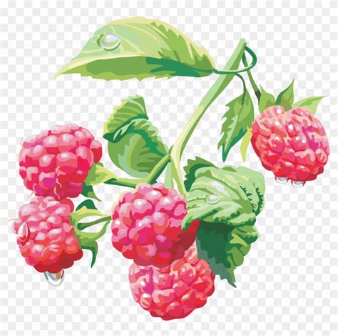 Raspberry Raspberry Drawing Png Transparent Png 3705x3505 852759