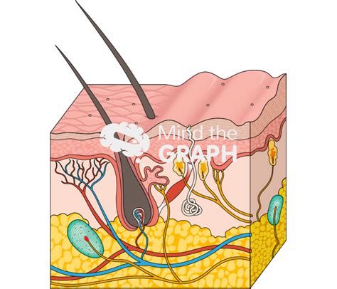 Free Skin Epidermis Dermis Subcutaneous Structure Icons Symbols