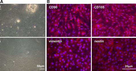 Primary Cultured Ectoderm Derived Mesenchymal Stem Cells Emscs Grown Download Scientific