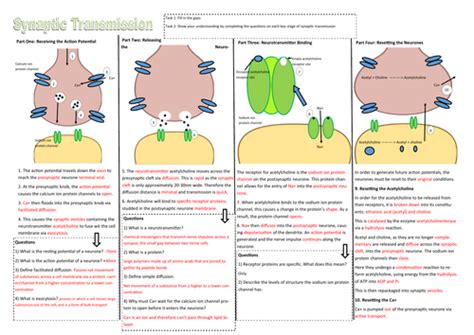 A Level Biology Synaptic Transmission Worksheet Teaching Resources