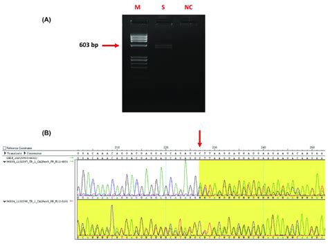Calr Mutation Identified In The Analysed Athlete A Agarose Gel