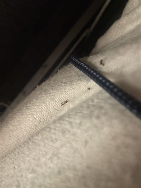 Found This Strange Bug Shell On My Bed Rinsects