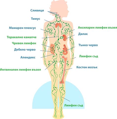 ХОДЖКИНОВ ЛИМФОМ Българско Сдружение Лимфом