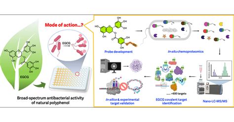 Chemoproteomics In Live Bacteria Identifies Covalent Interactome Of