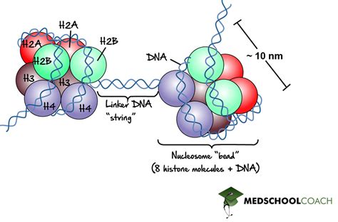 Histones Chromatin And Chromosome Coiling Mcat Biology Medschoolcoach