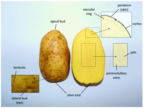 Potato Tuber Can You Transplant Potatoes 2025 Experiment