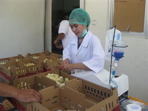 Hatchery Vaccine Hatchery Vaccinations Equipment Injector And