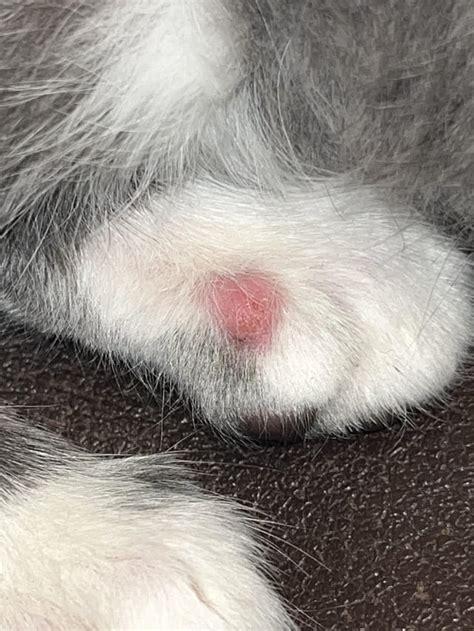 Raised Red Bump On 7 Week Old Kitten Back Paw Should We Be Concerned