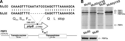 Identification Of The Pbpb Lesion In Spermine Resistant Mutant Mum A