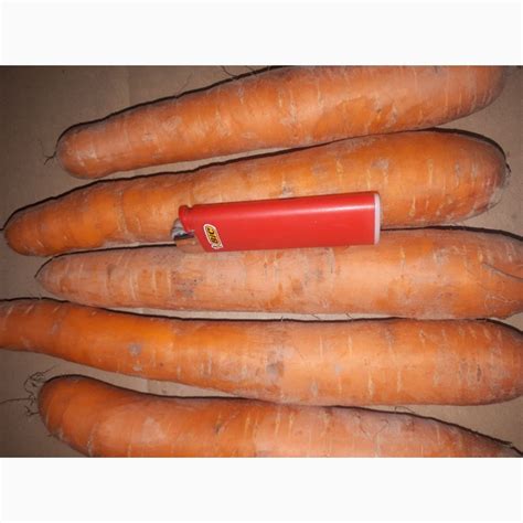 Продам морковь оптом из Беларусии — Agro Kazakhstan