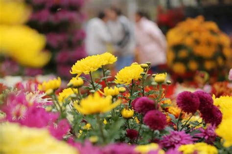 沂南县红石寨20余万盆菊花斗艳 水利 前往 市民