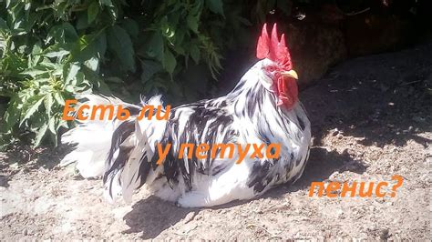 Есть ли у петуха пенисСпаривание кур советы начинающим по выбору петуха Youtube