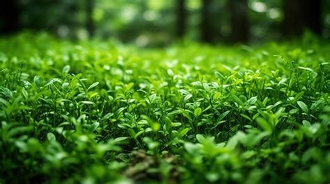 Nature S Abstract Vibrant Green Leaves And Grass Texturing The Forest