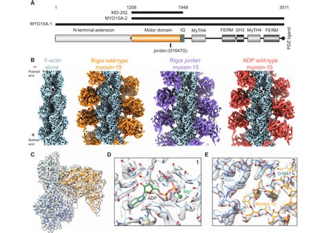 Cryo Electron Microscopy Structures Of Actomyosin 15 Complexes A