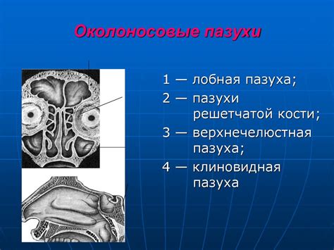 Острый и хронический синусит кистозное растяжение околоносовых пазух кисты околоносовых пазух